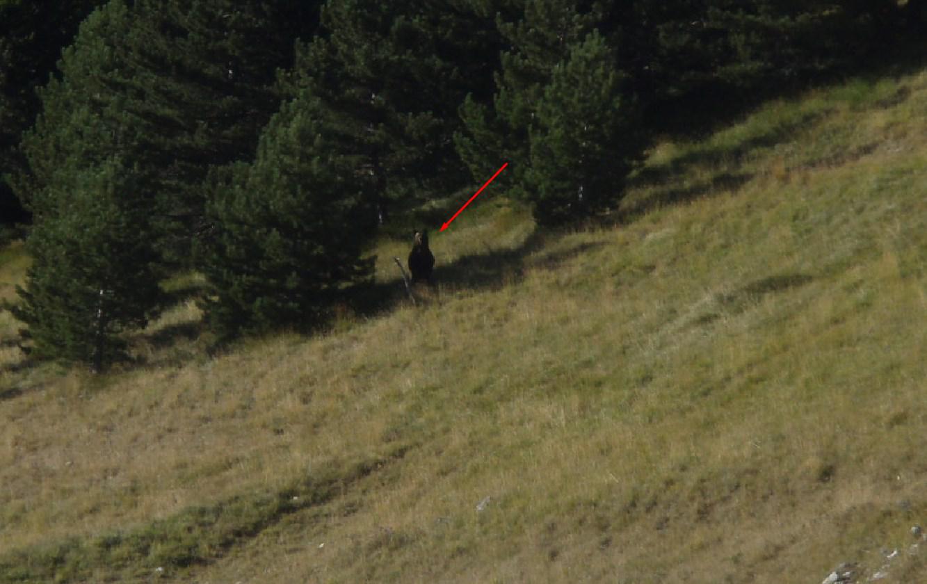 Orso 'in visita' a Pescocostanzo