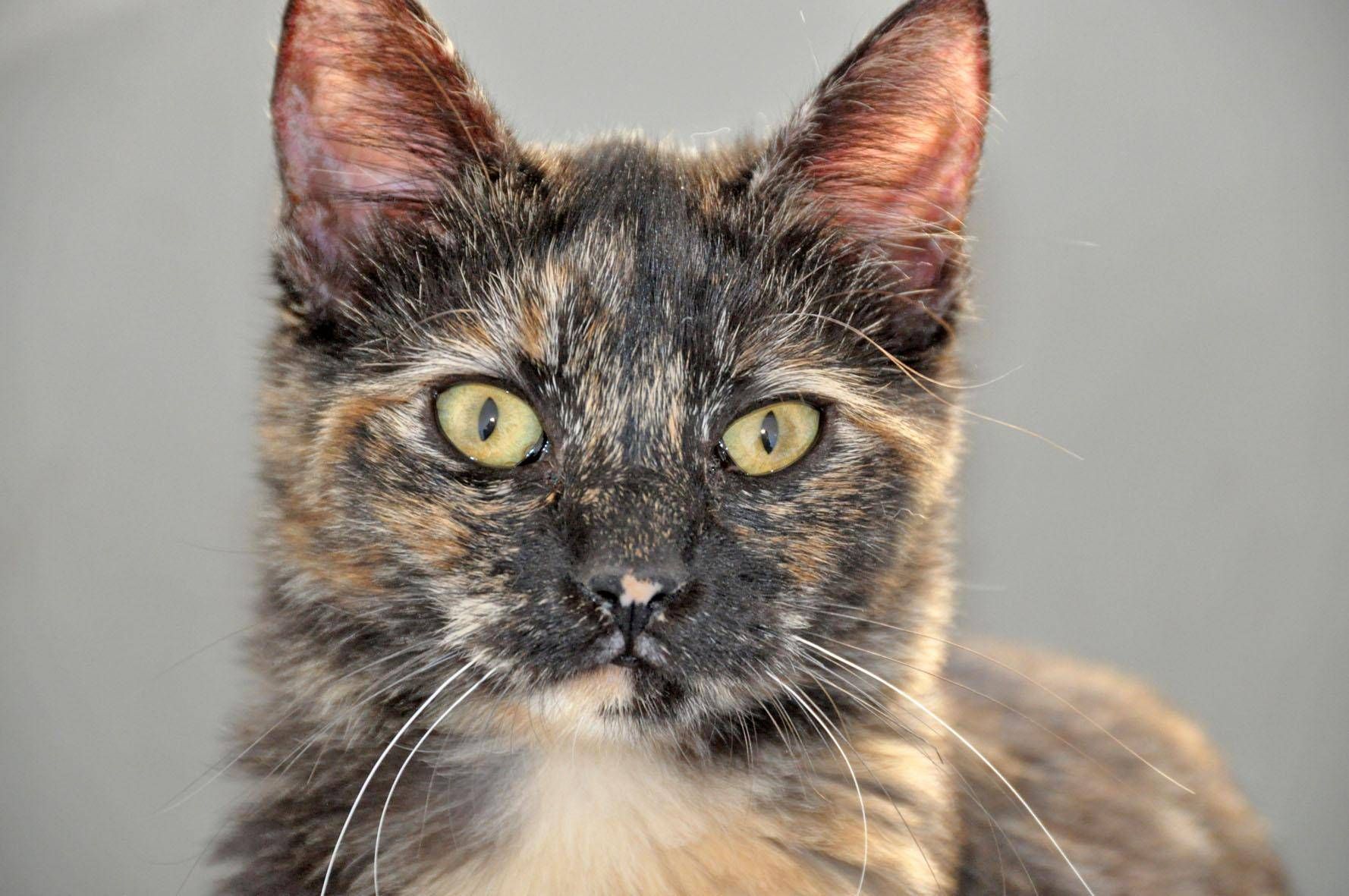 Trovatelli cercano casa al SuperCat Show