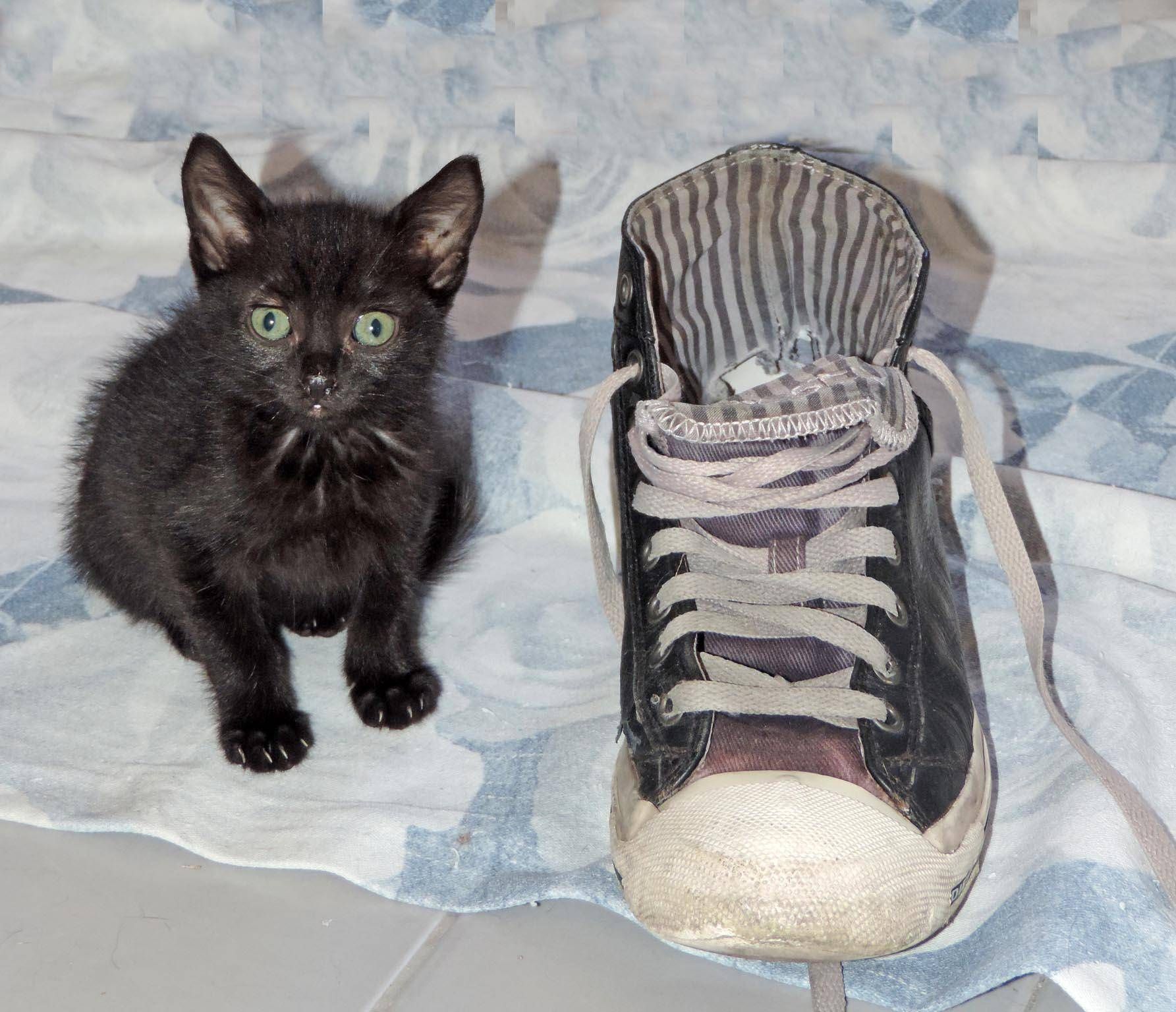 Arriva la carica dei gatti al Supercat Show