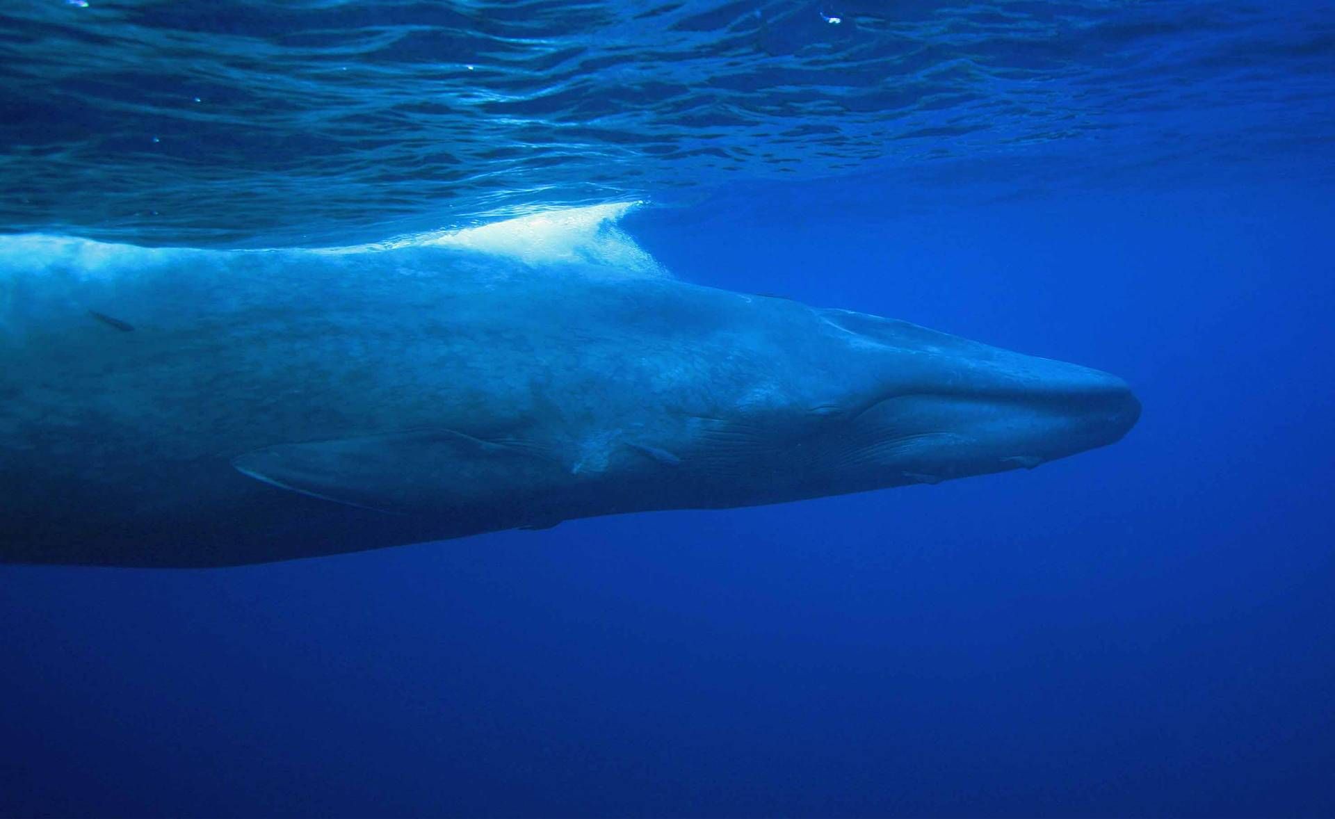 Un 'balena safari' nelle acque di Sri Lanka