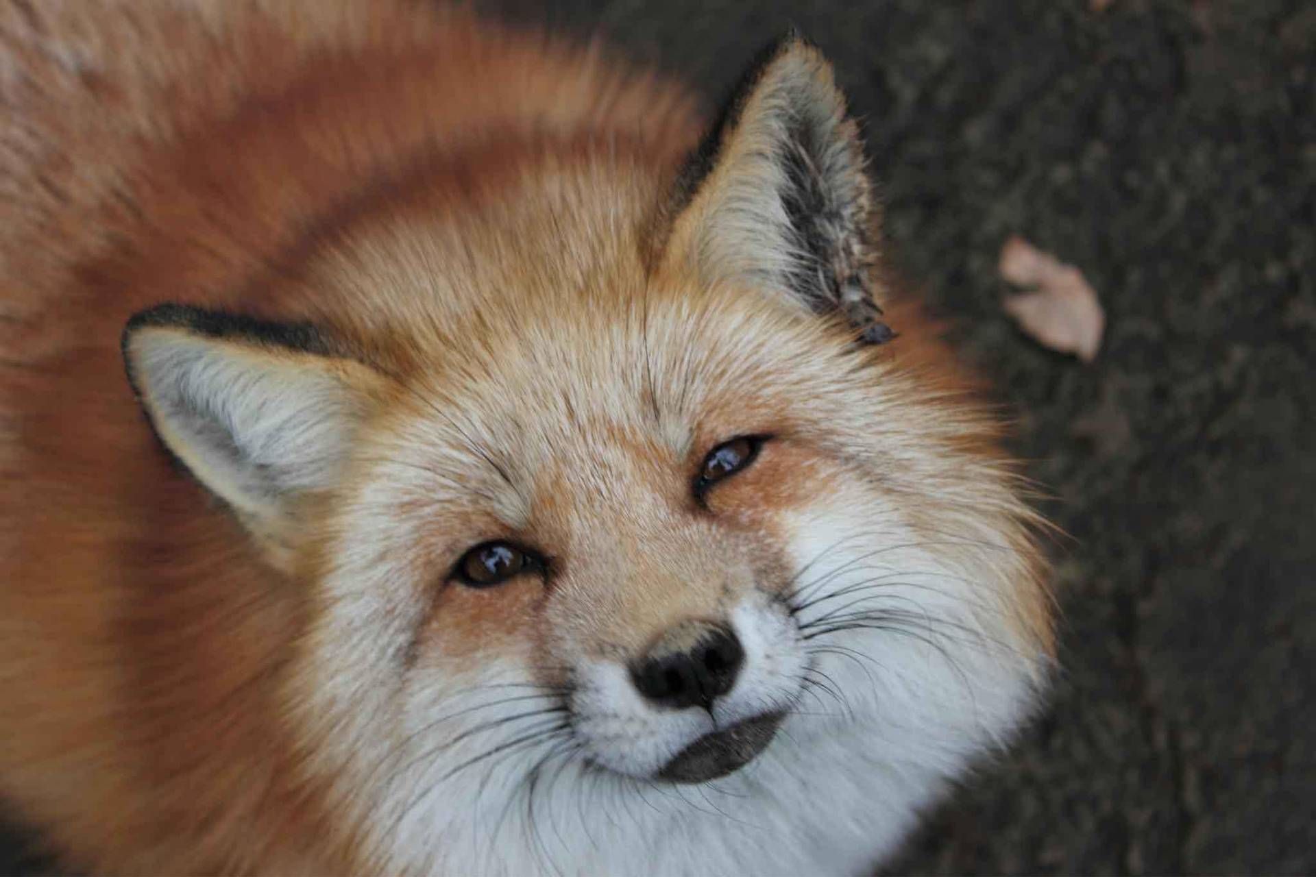 Giappone, a spasso nel villaggio delle volpi