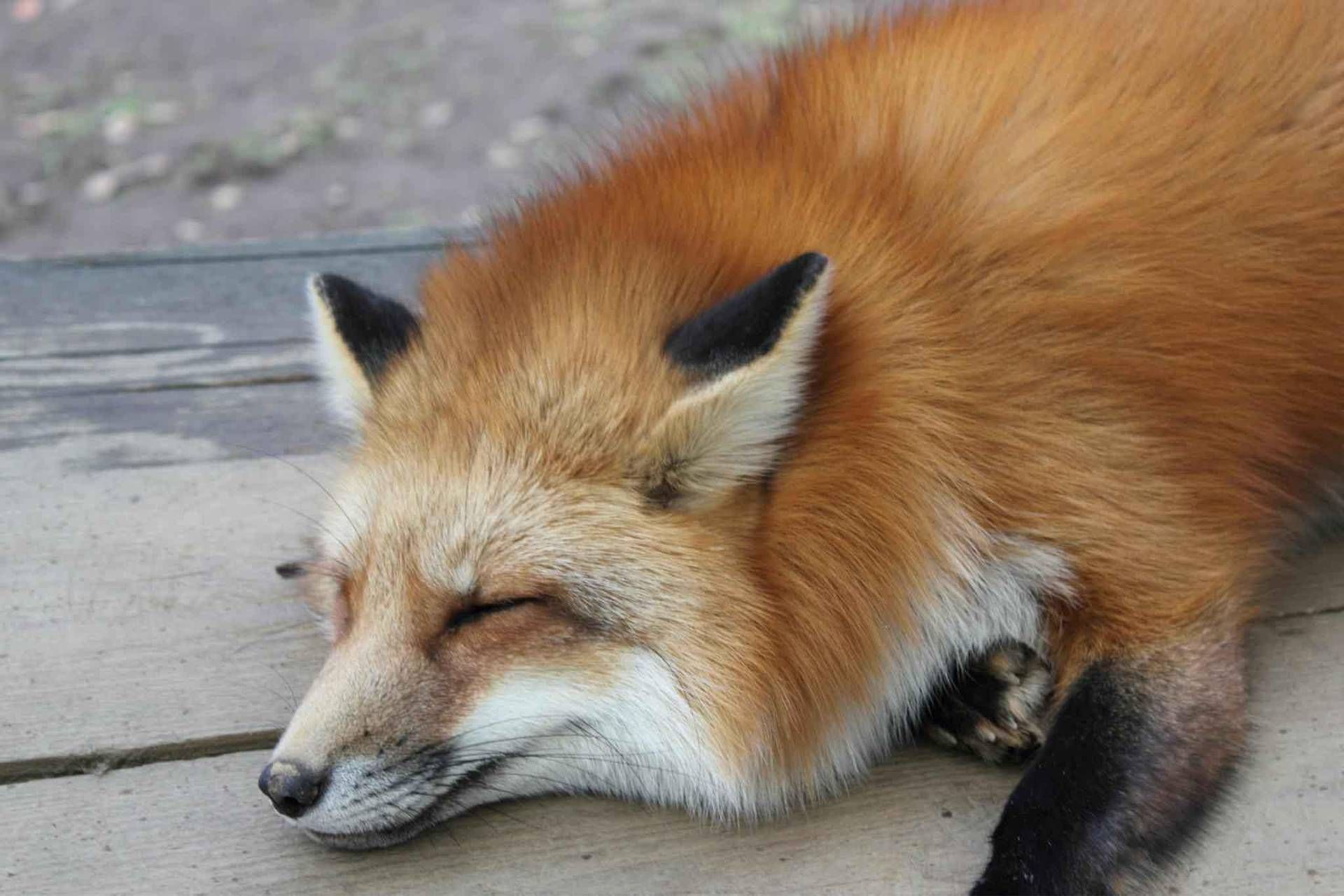 Giappone, a spasso nel villaggio delle volpi