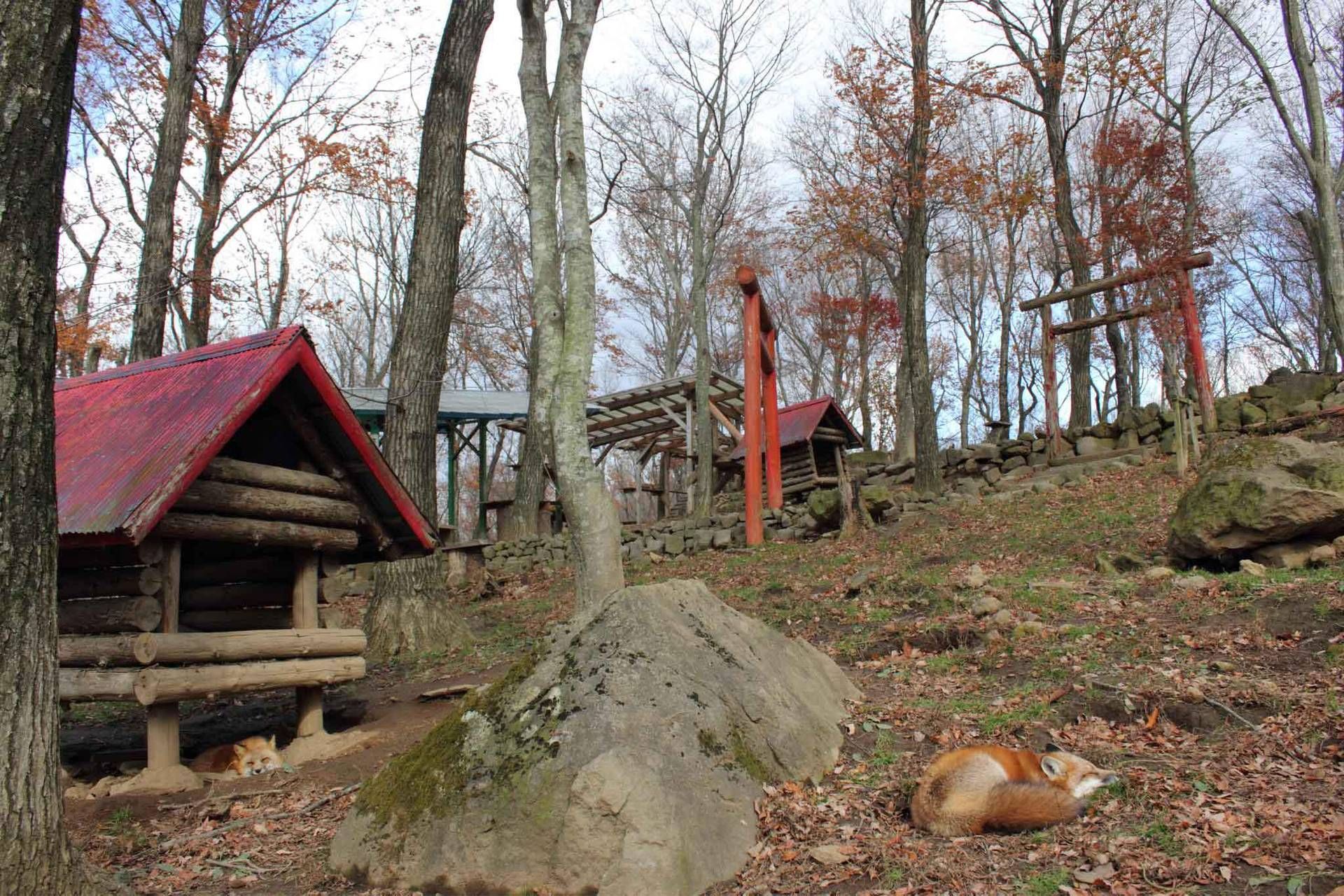 Giappone, a spasso nel villaggio delle volpi