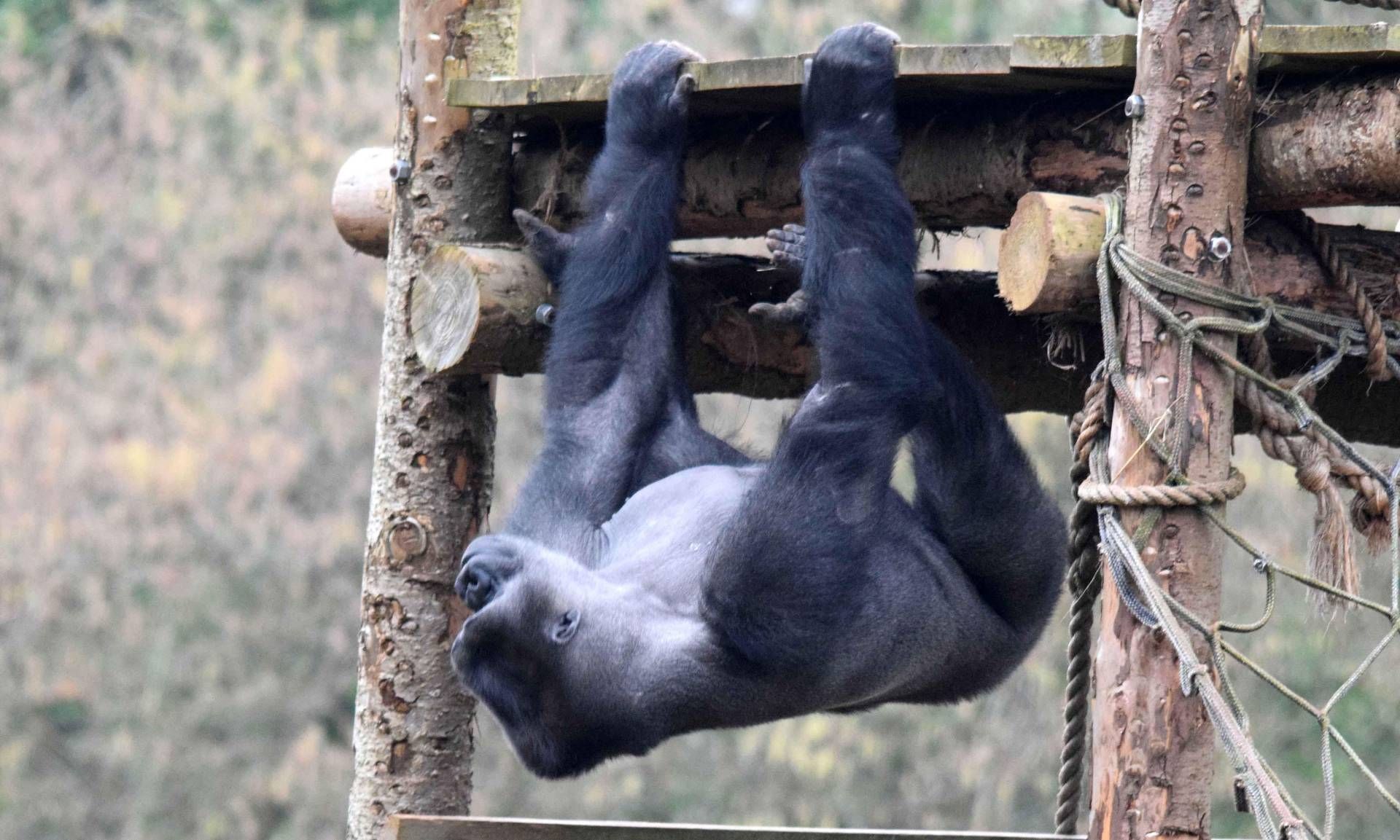 Il gorilla Kivu 'fa palestra'