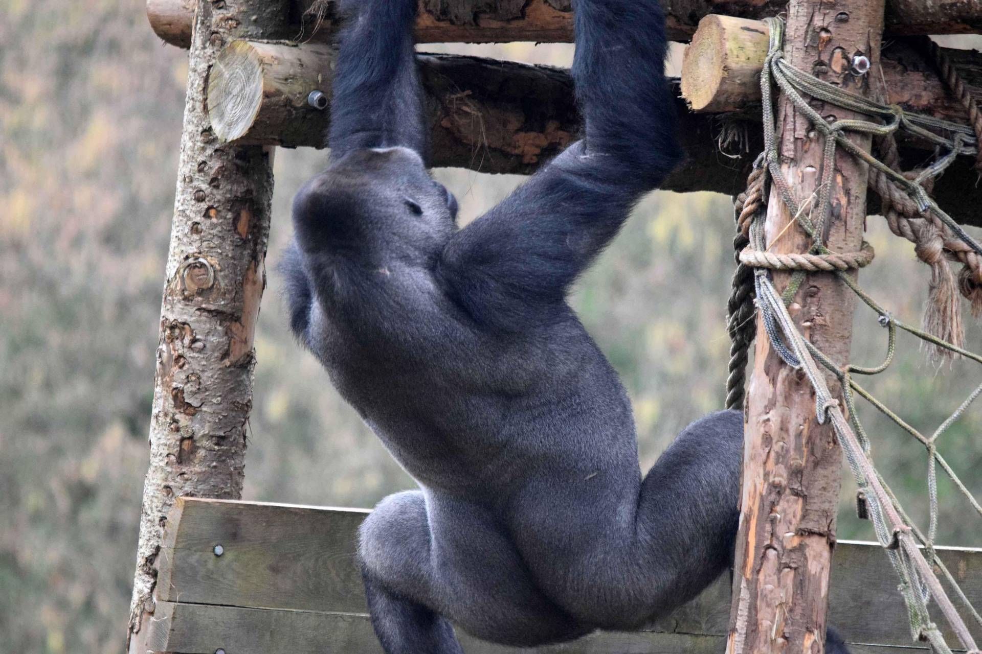 Il gorilla Kivu 'fa palestra'