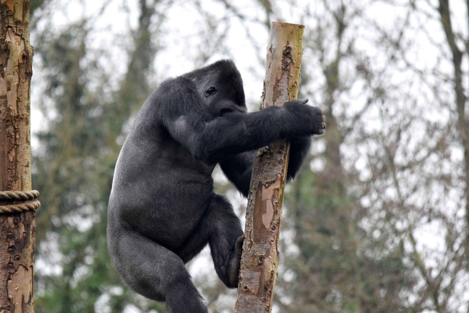 Il gorilla Kivu 'fa palestra'