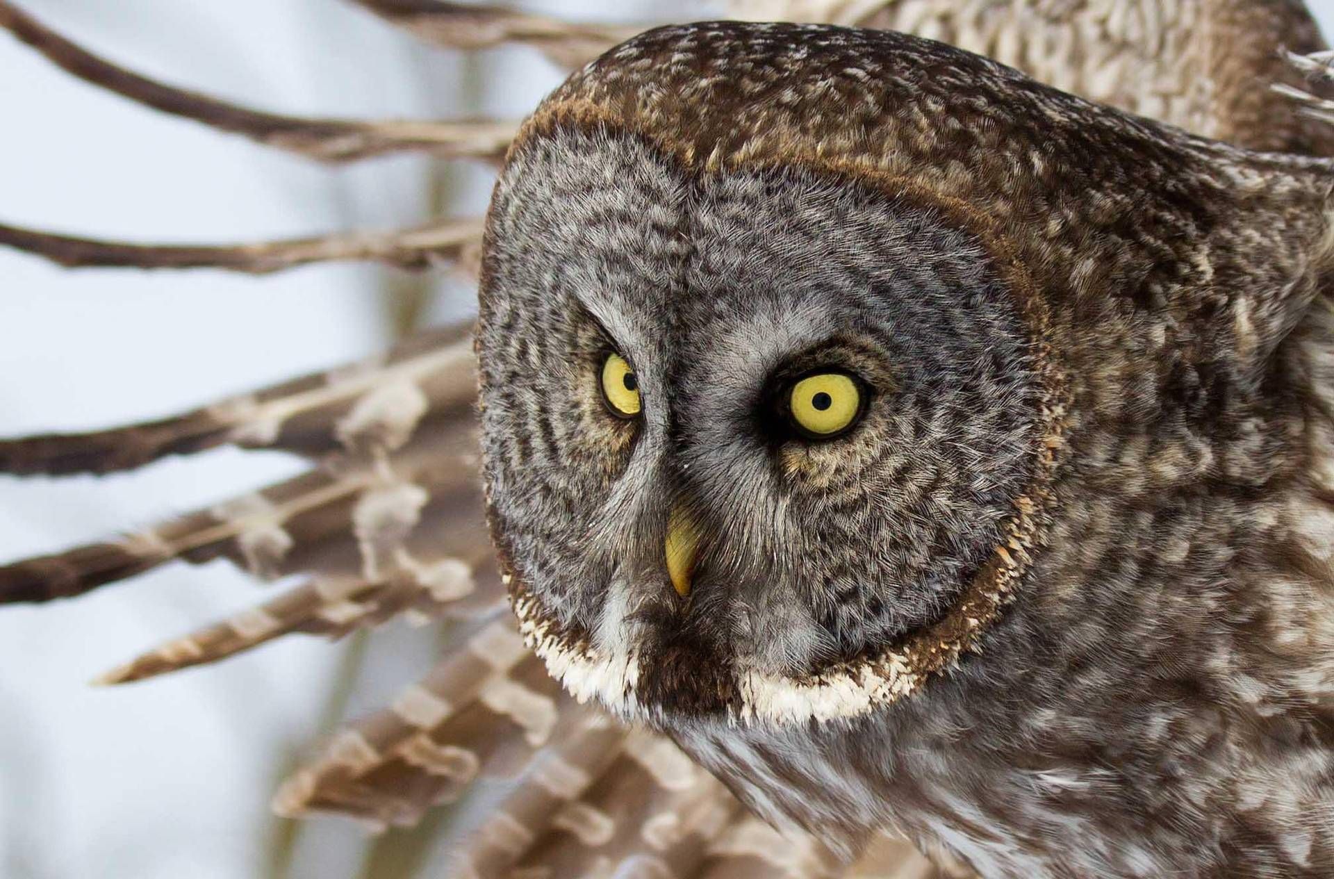 Animali, la caccia a volo radente del grande gufo grigio