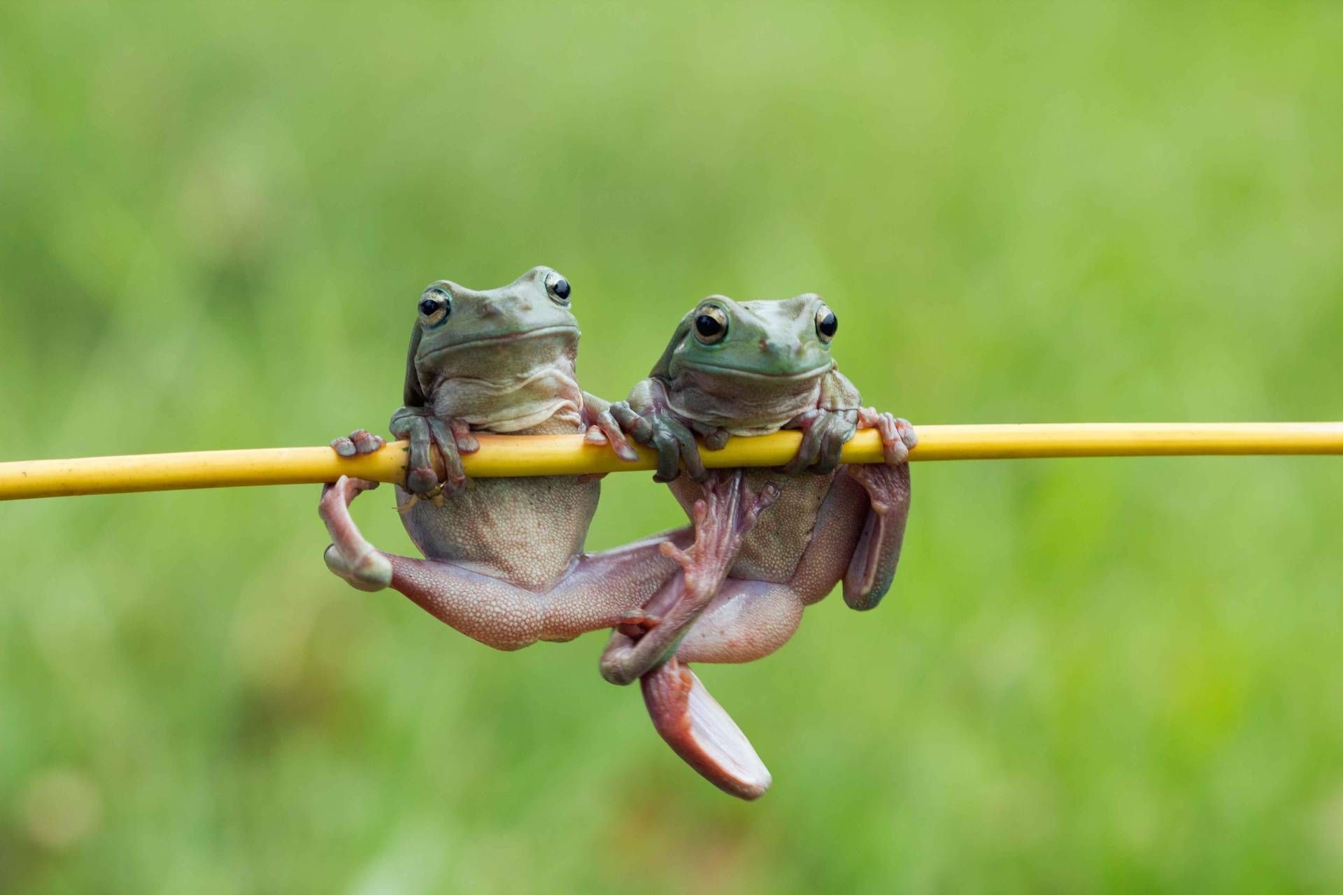 Le rane acrobati fanno il loro show