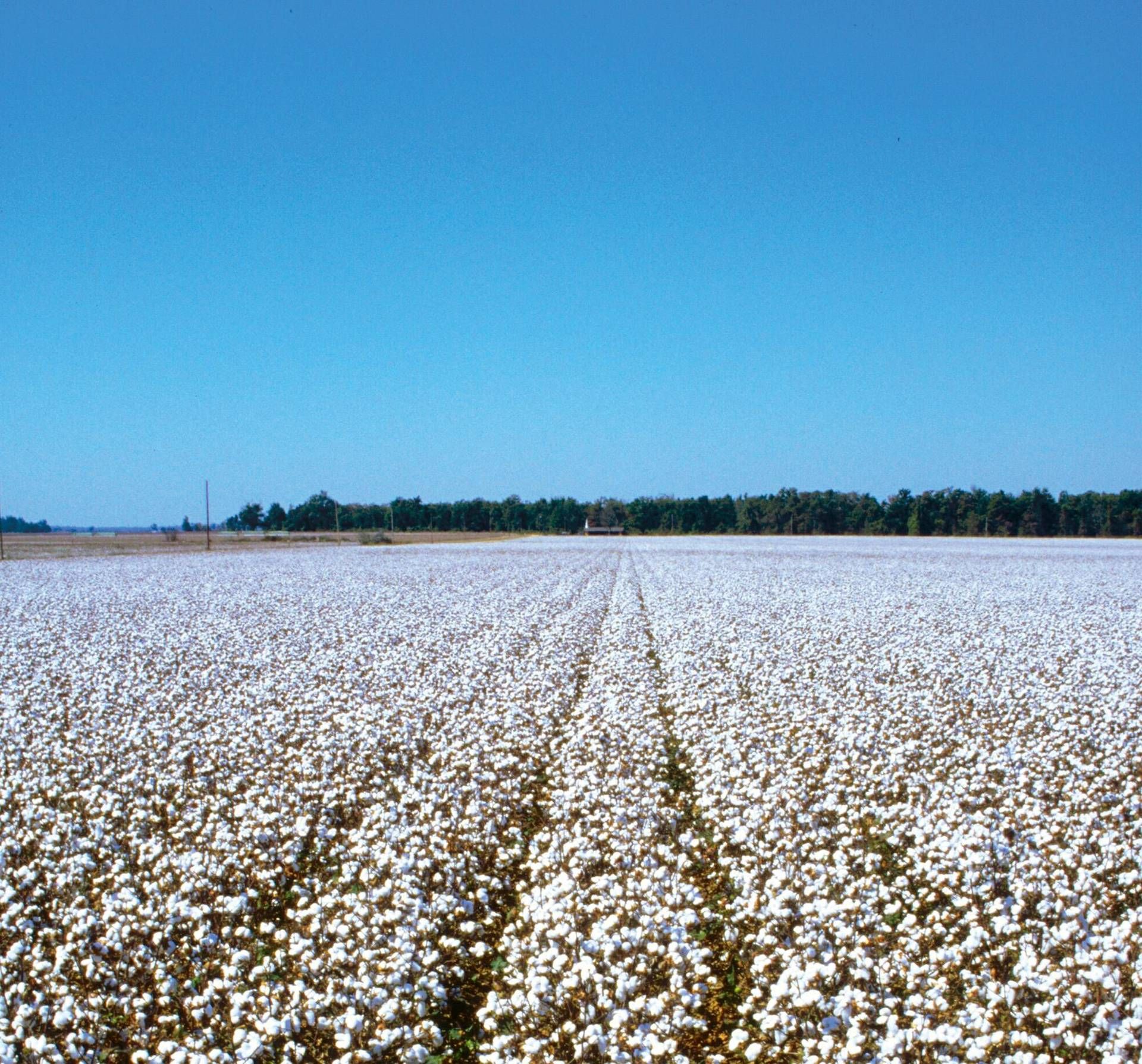 Lo spettacolo del cotone, piantagioni come quadri