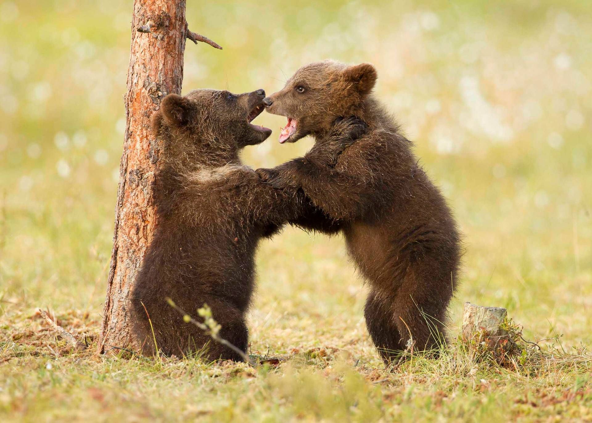 The happy family, gli orsacchiotti teneri e dolci come il miele di cui ...