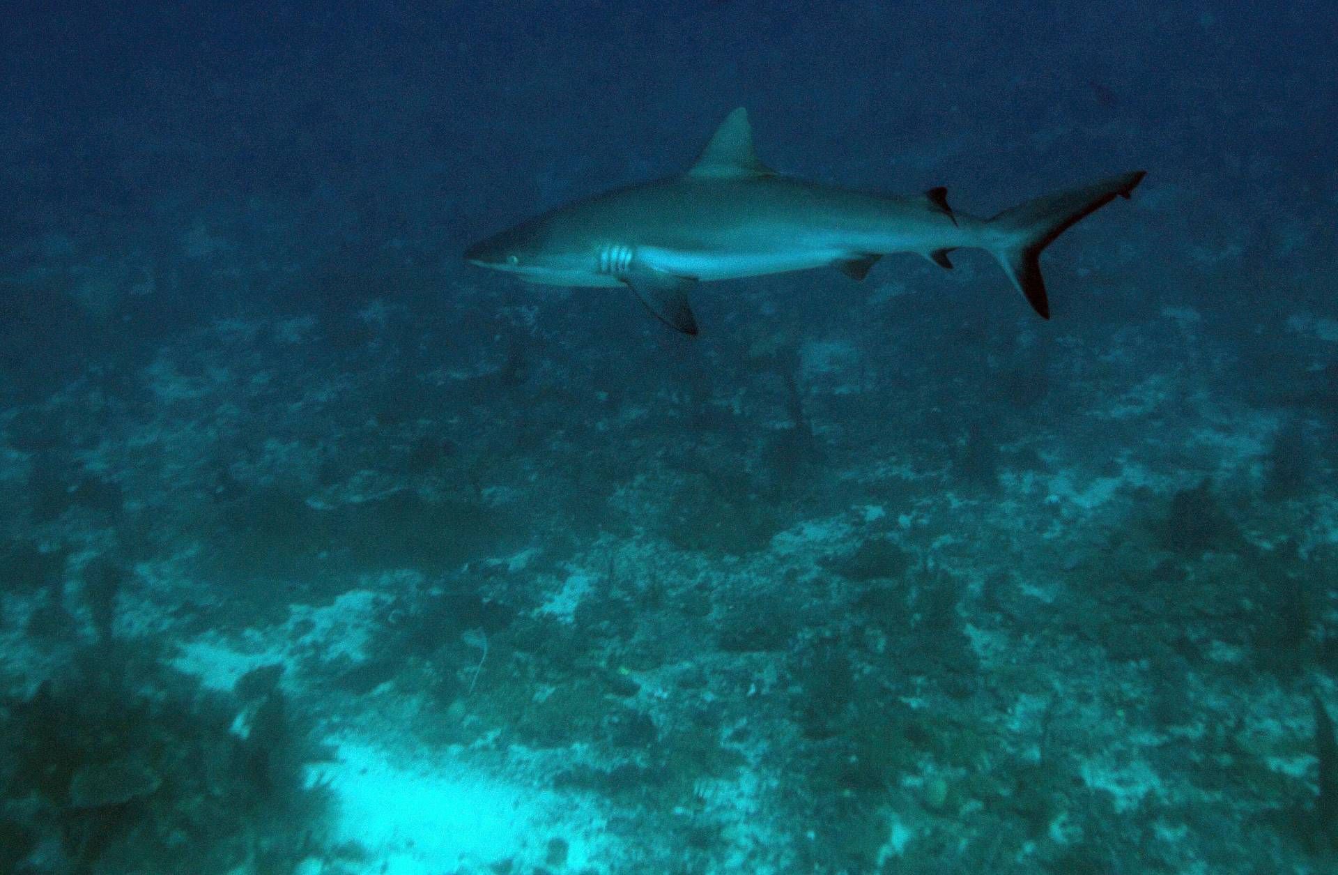 Squali, ecco dove attaccano di più