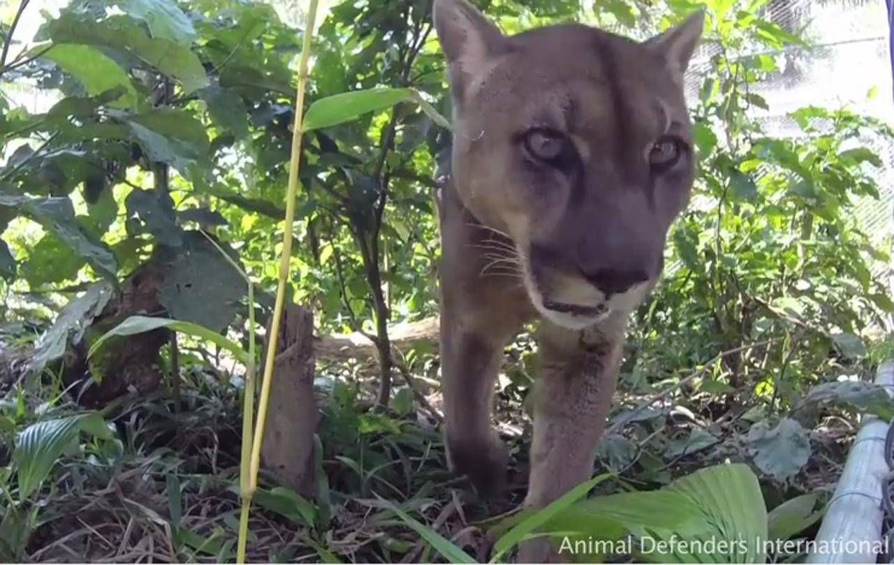 Il puma Mufasa torna libero nella foresta dopo 20 anni tra circo e ...