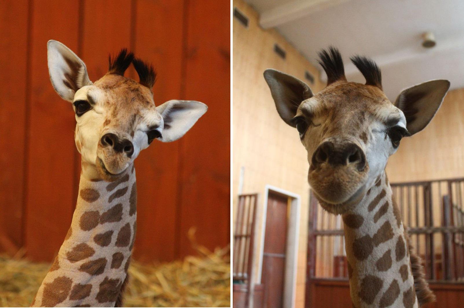 Mamma a corto di latte? Per la giraffina arriva il biberon