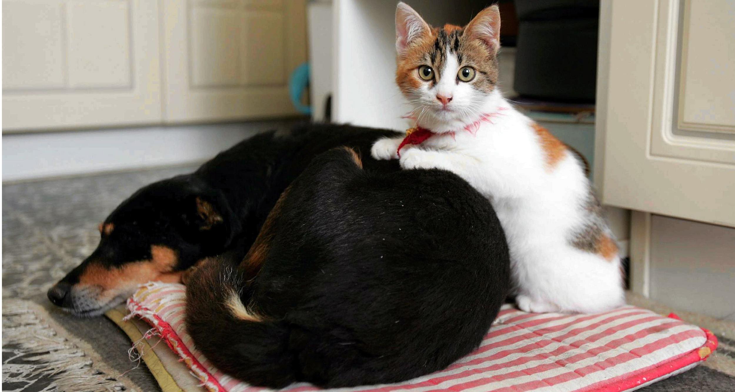 Cane vs gatto, chi ti ama di più?