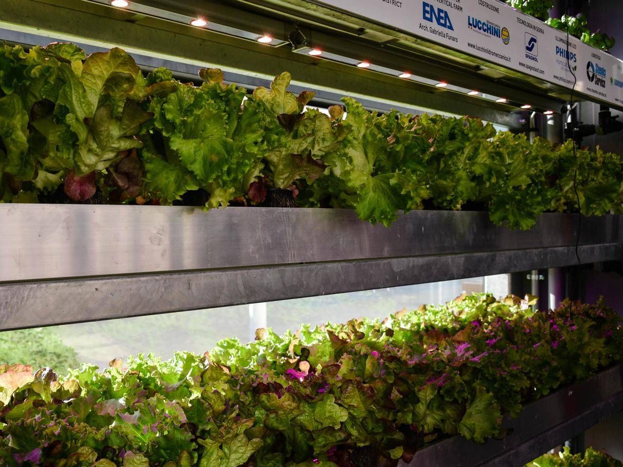 Fiere: Vertical Farming, fattorie verticali e le loro tecnologie ad ...