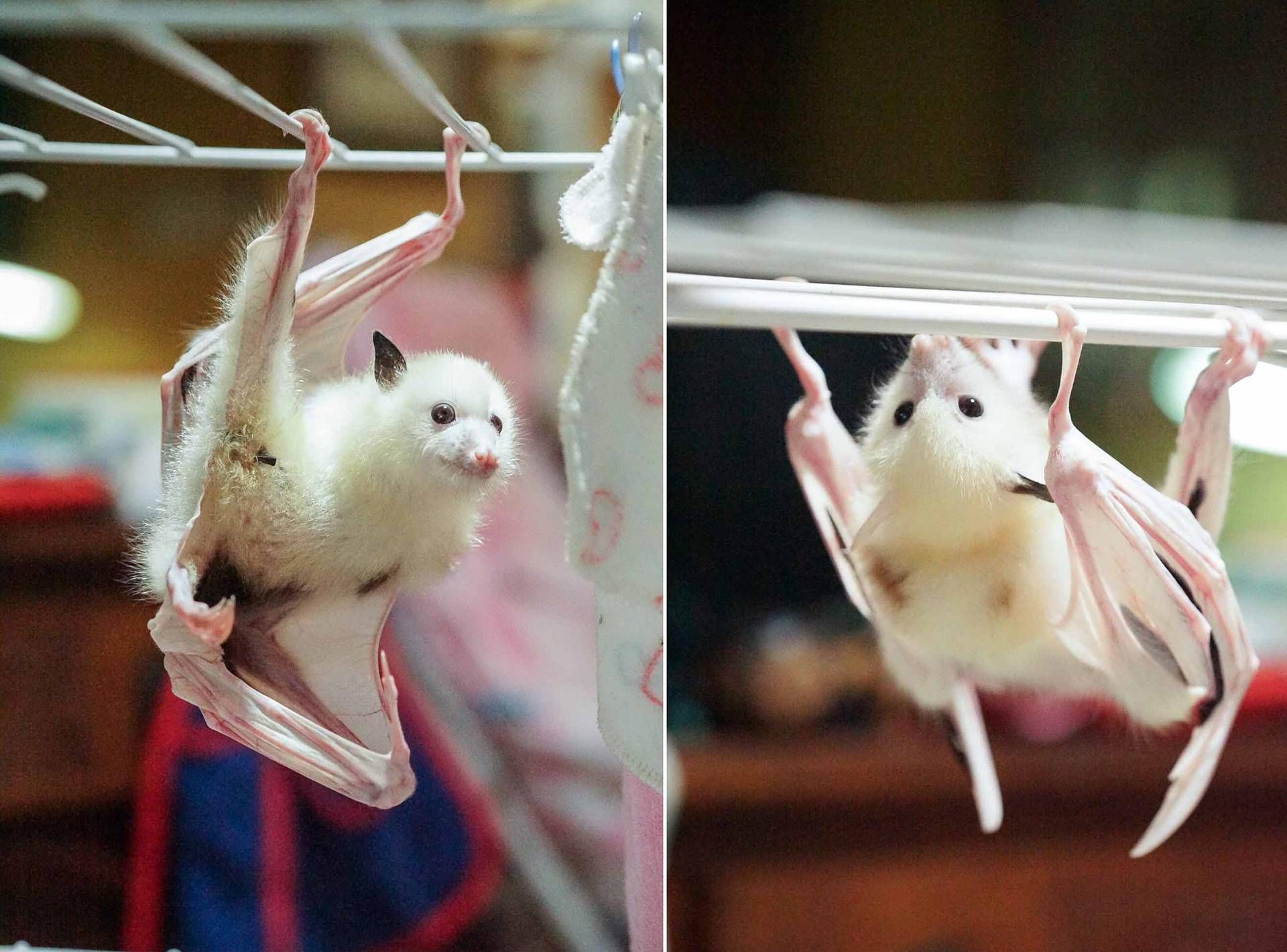 Candido come la neve: ecco il raro pipistrello bianco australiano