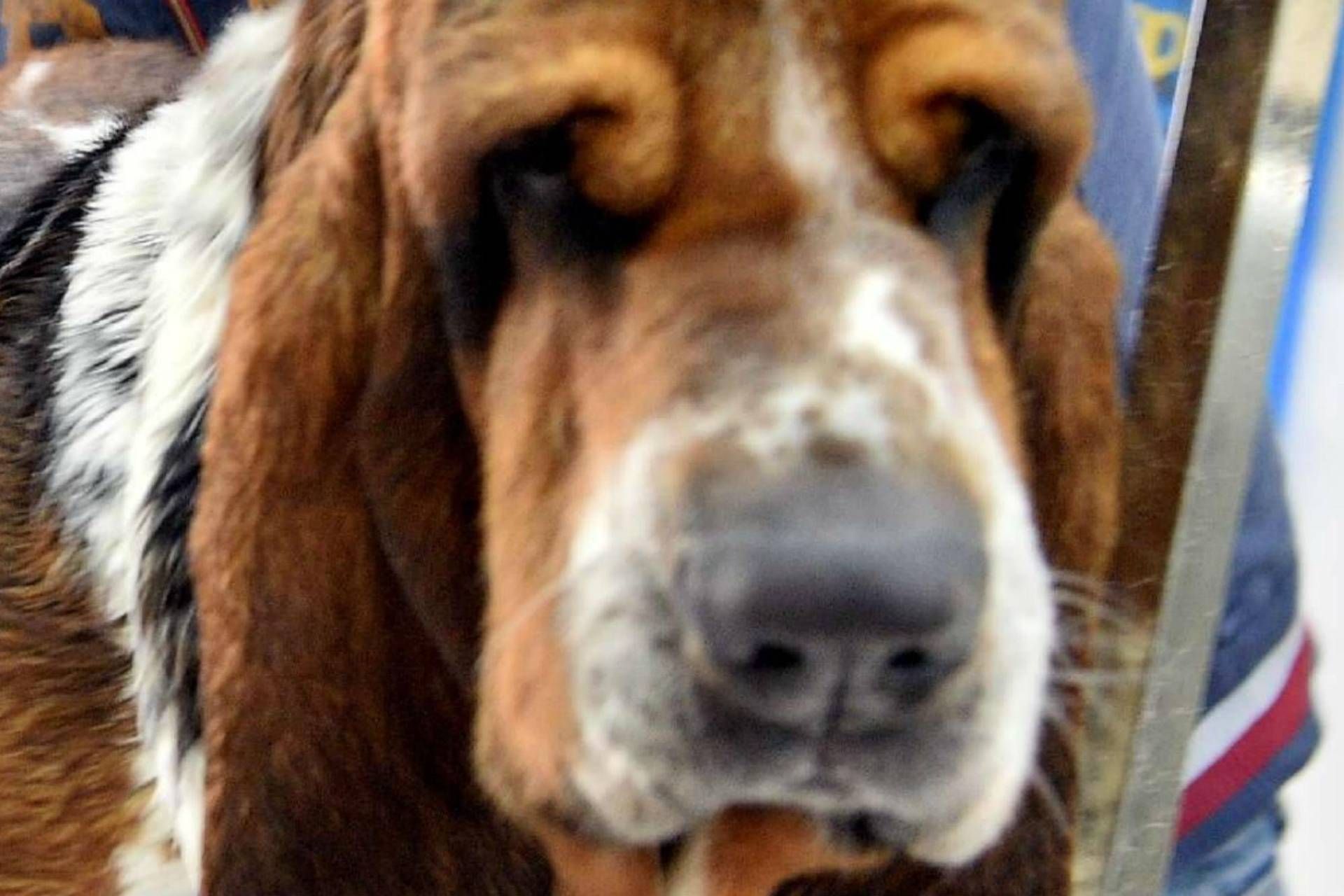 'Cani annusa cancro', efficacia del 100% dai primi test