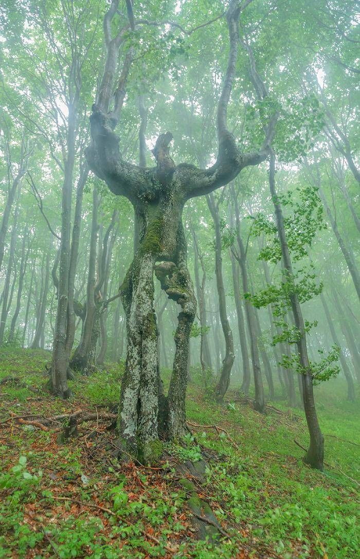 Gli alberi più strani e spaventosi al mondo
