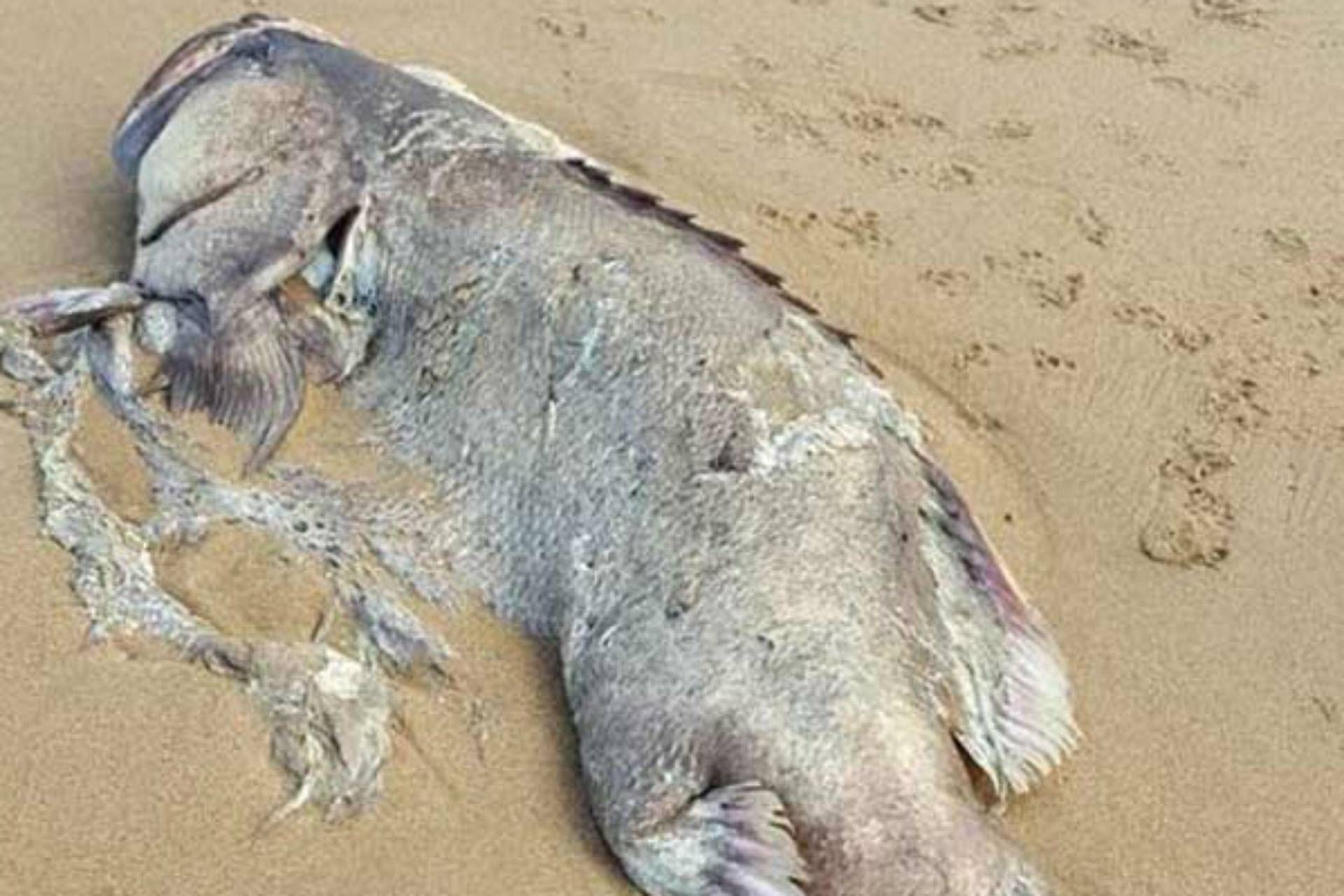 Il pesce mostro spiaggiato in Australia