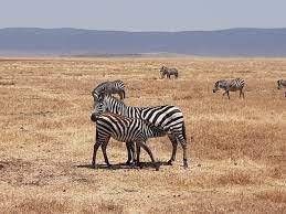 Estate. "Mare e animali mix ideale per i bimbi dopo Covid"