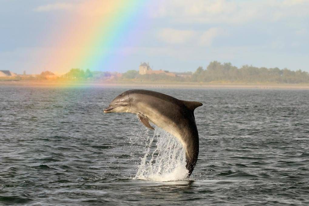 Il delfino verso nuove evoluzioni?