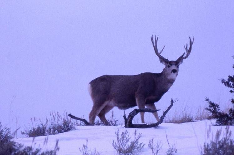 Cos'è la malattia del cervo zombie: può colpire anche l'uomo?