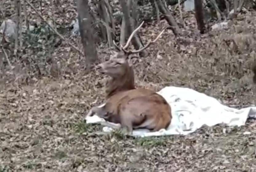 Panico per i fuochi di capodanno, cervo imbizzarrito finisce tra le ...