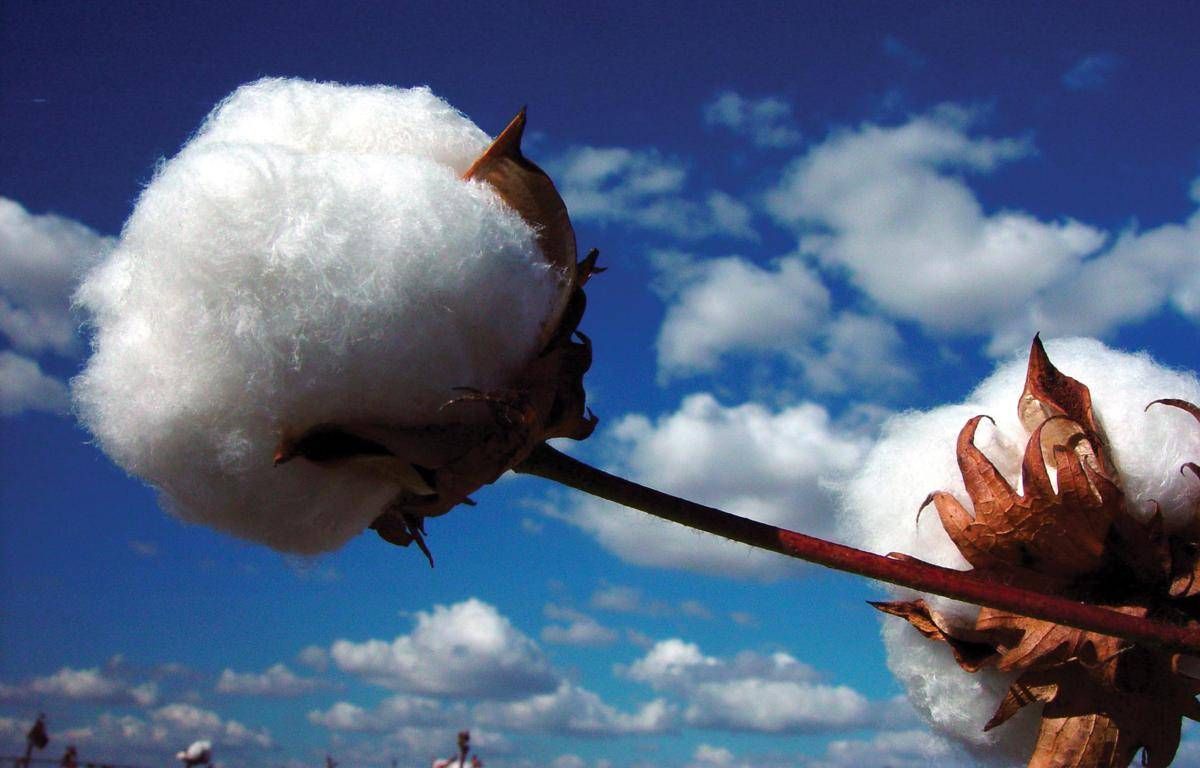 Lo spettacolo del cotone, piantagioni come quadri